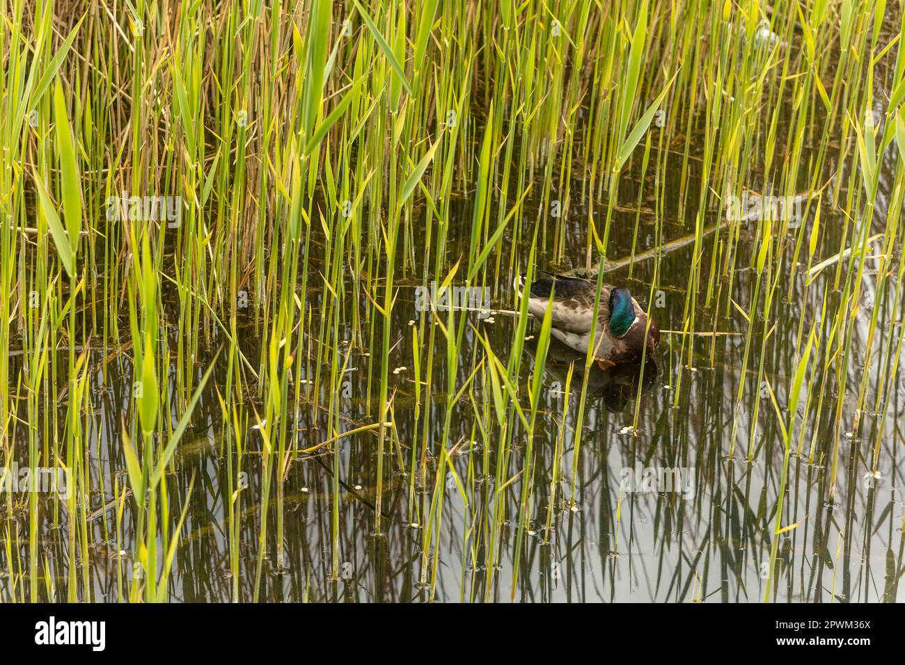 Genital adaptations hi-res stock photography and images - Alamy