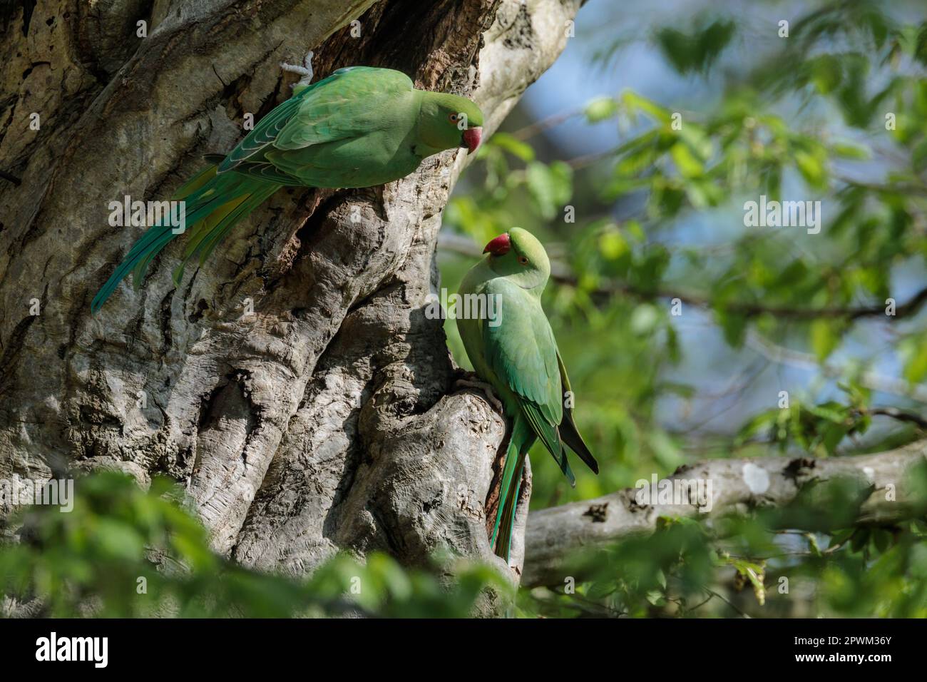 Pair of Ring Necked Parakeets, Psittacula krameri, Barn Hill, Wembley ...