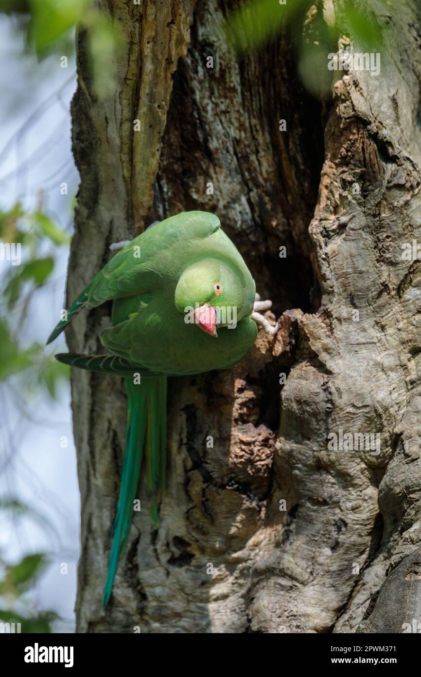 Ring Necked Parakeet, Psittacula krameri, Barn Hill, Wembley, UK Photo ...