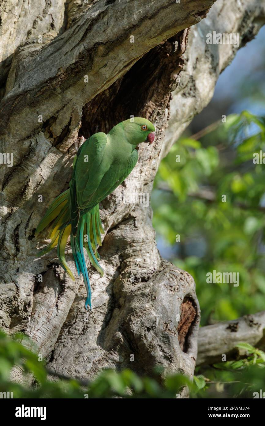 Ring Necked Parakeet, Psittacula krameri, Barn Hill, Wembley, UK Photo ...