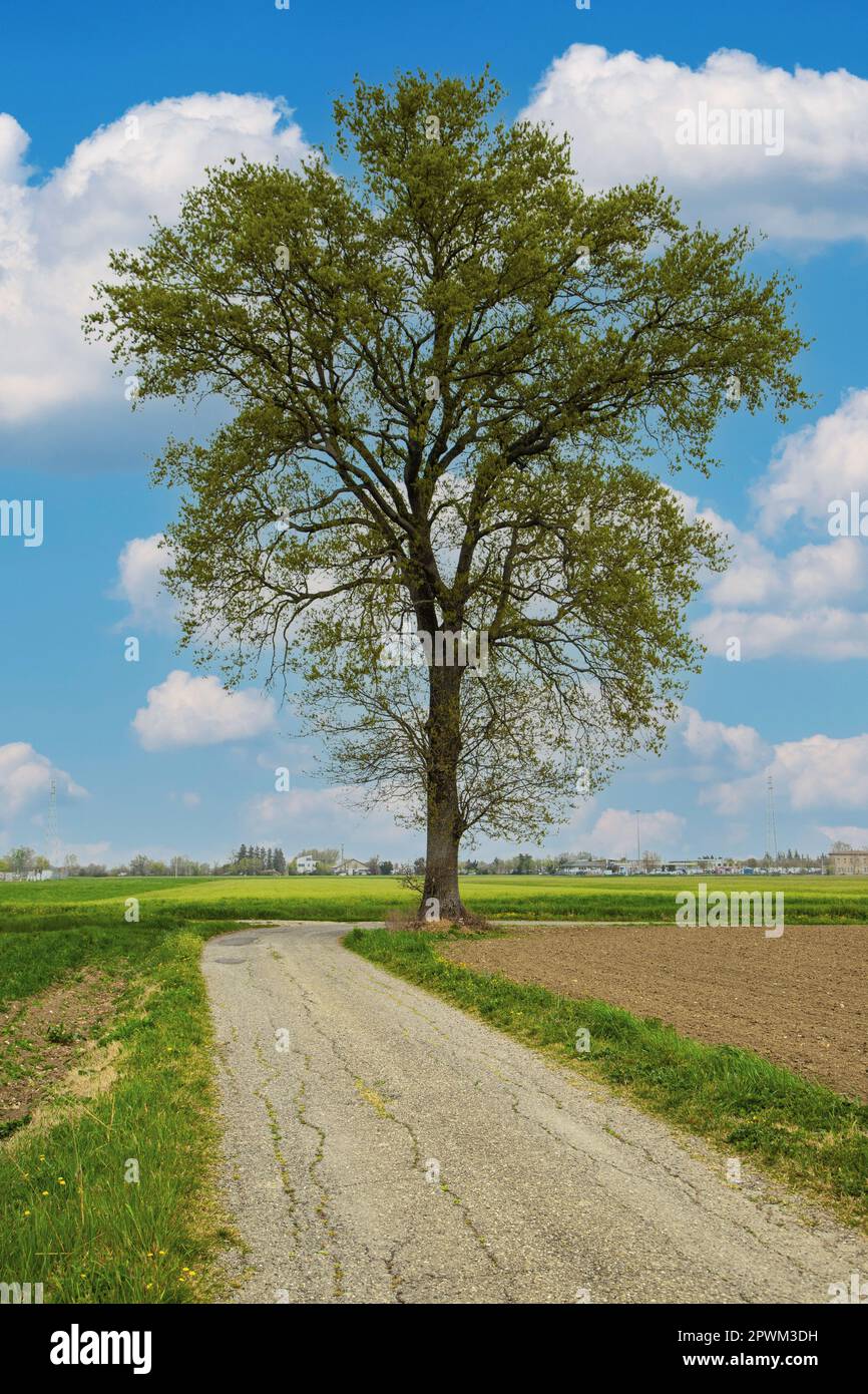 the trees of the Po Valley Italy Stock Photo - Alamy