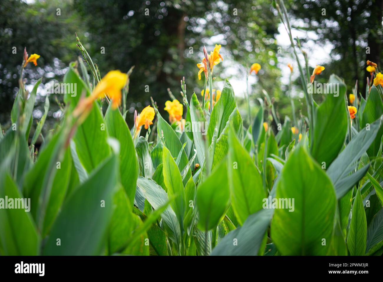 Liliopsida hi-res stock photography and images - Alamy