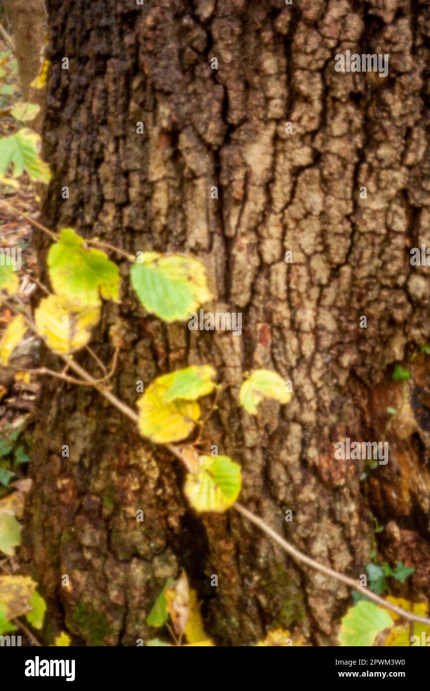 Pinhole Photography Woodland Series.New, Age-defying, digital age ...