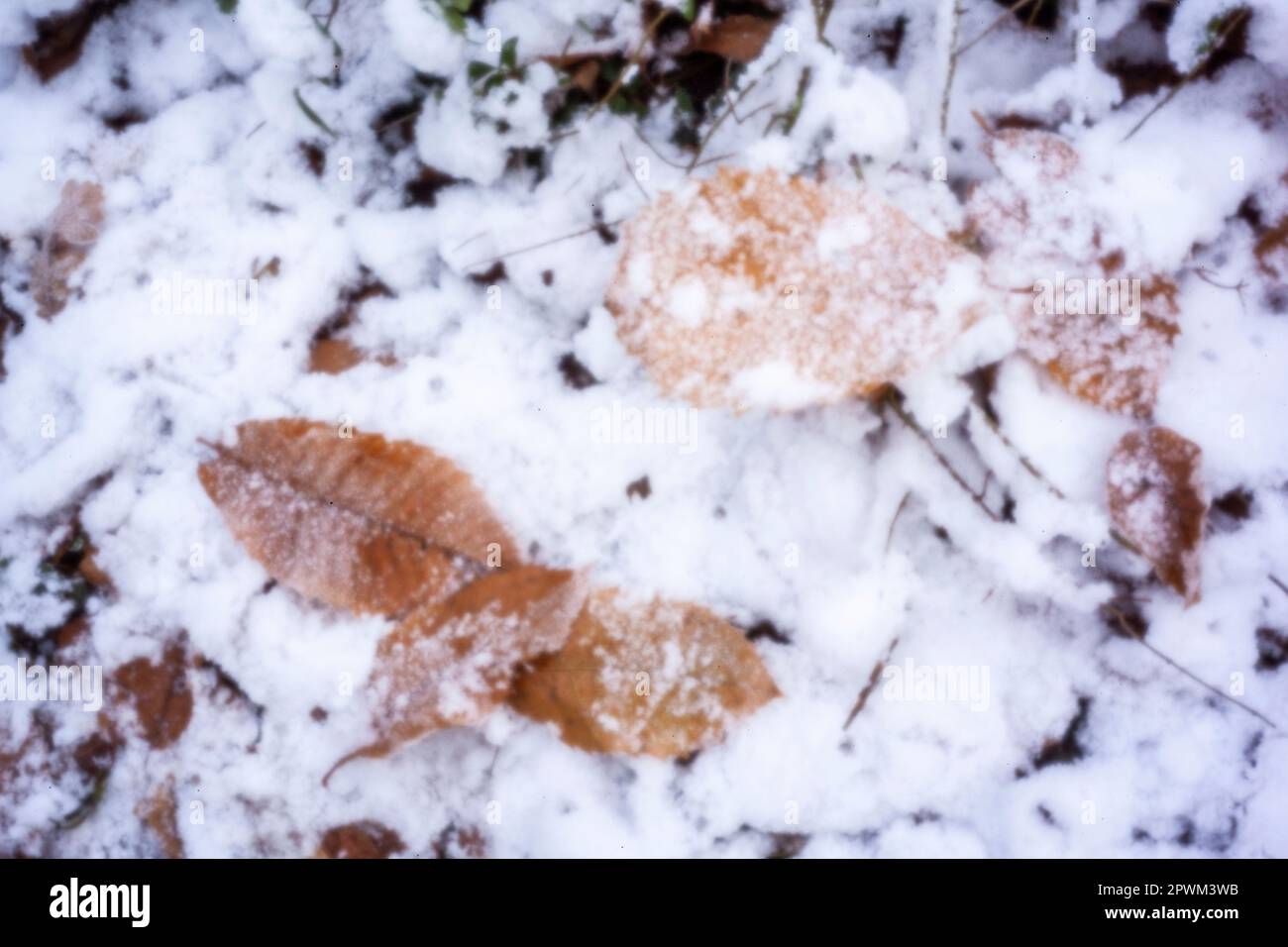 Pinhole Photography Woodland Series.New, Age-defying, digital age ...