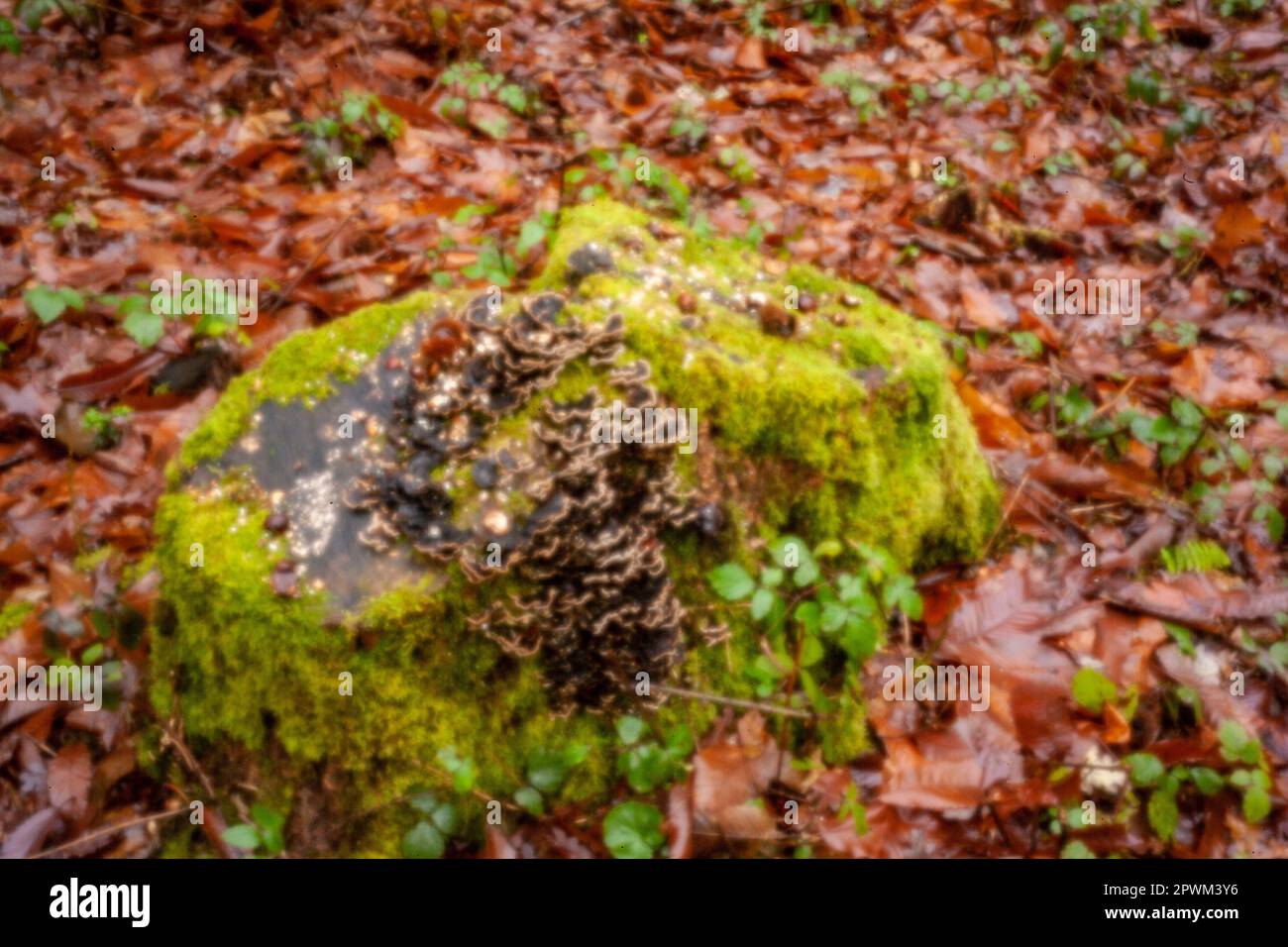 Pinhole Photography Woodland Series.New, Age-defying, digital age ...