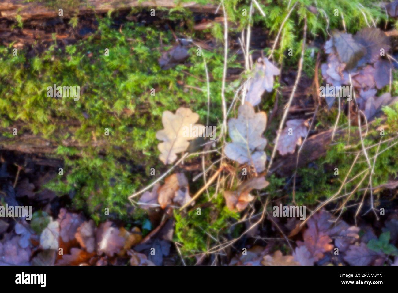 Pinhole Photography Woodland Series.New, Age-defying, digital age ...