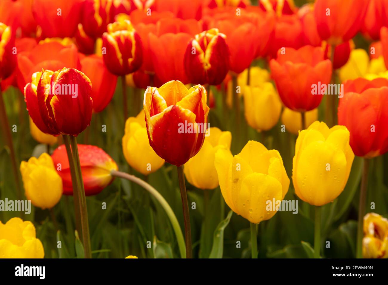 Masses border of brightly coloured Tulips, Tulipa, in soft spring ...