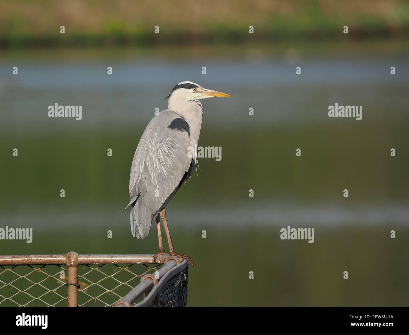 Herons will make use of man made structures to rest and observe their ...