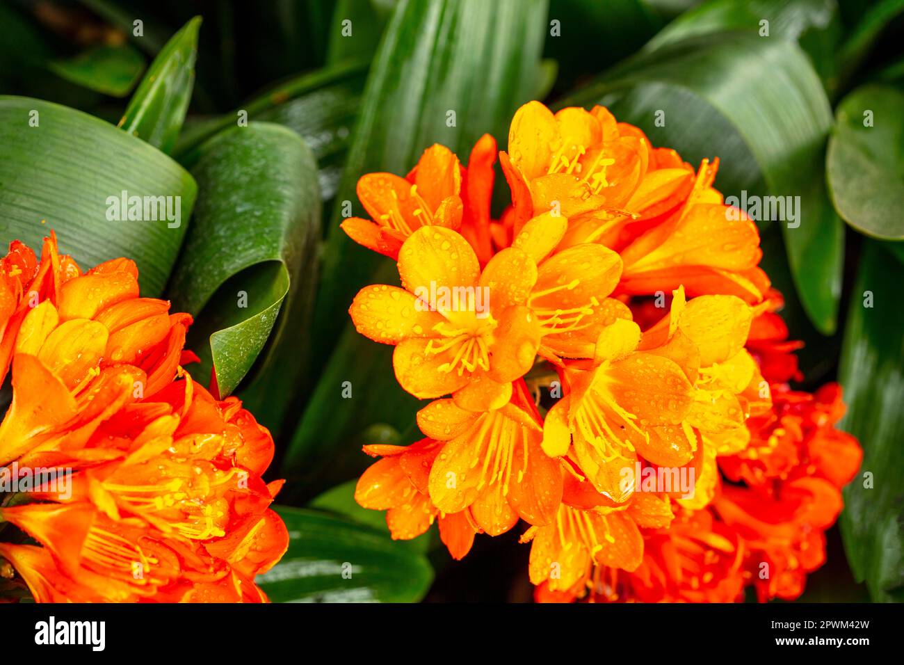 Stunningly beautiful Clivia Miniata - Broad Leaved in flower. Natural ...