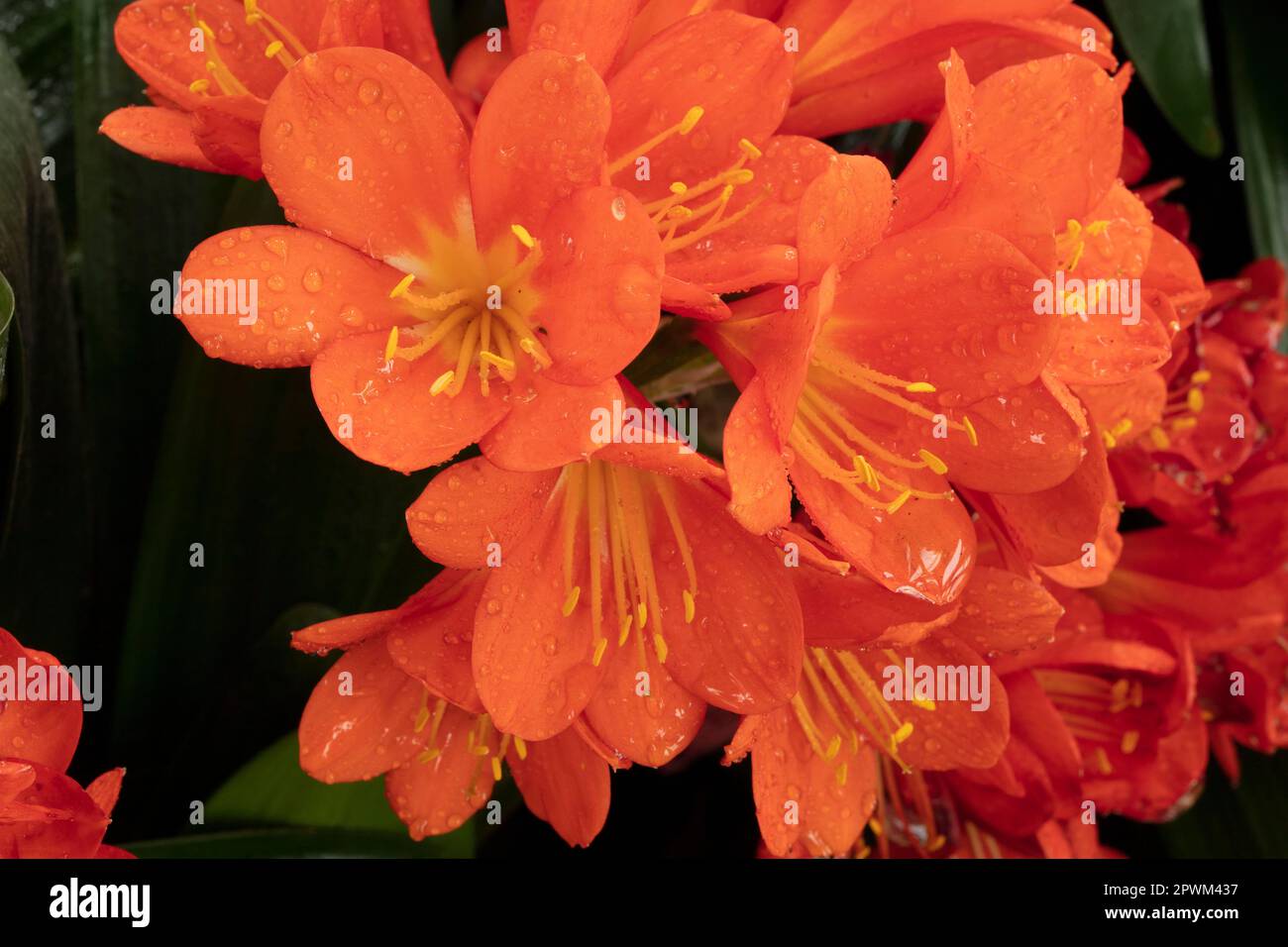 Stunningly beautiful Clivia Miniata - Broad Leaved in flower. Natural ...