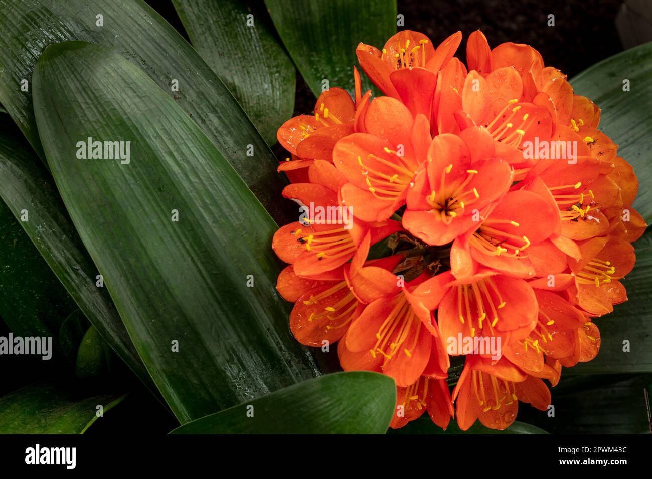 Stunningly beautiful Clivia Miniata - Broad Leaved in flower. Natural ...