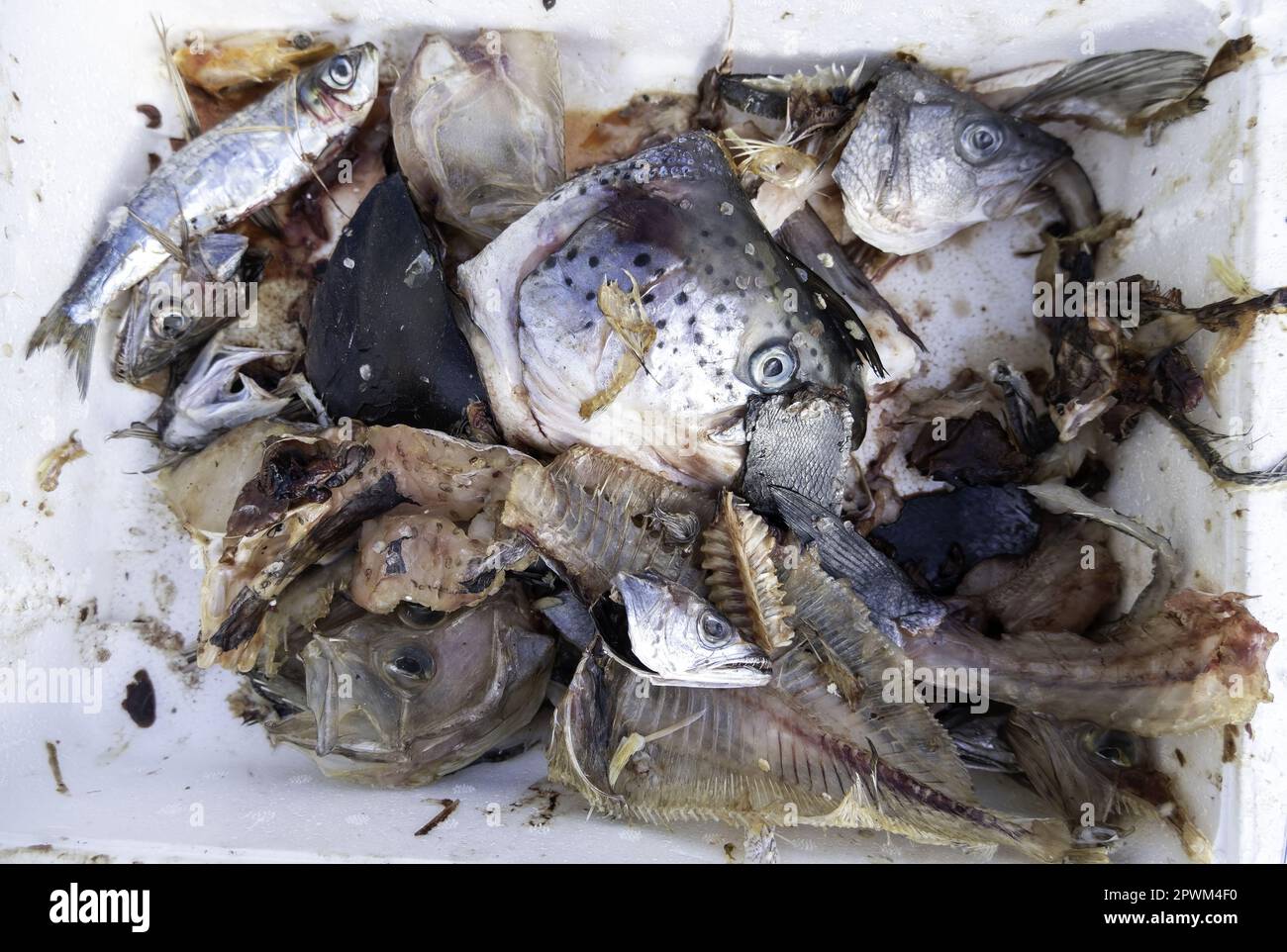 Detail of fish wasted and thrown in the trash, spoiled food Stock Photo ...
