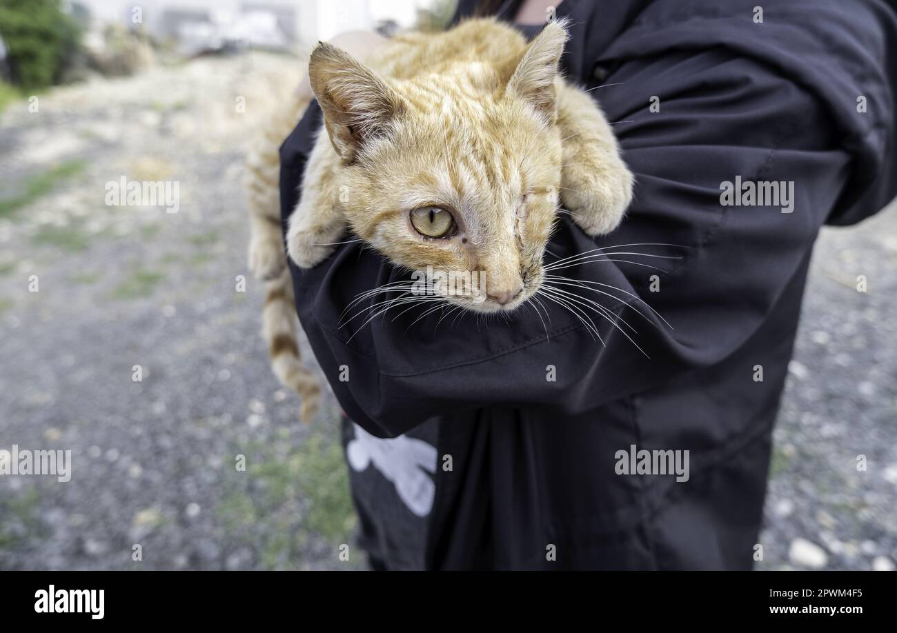 Sad Cat Abuse Pictures