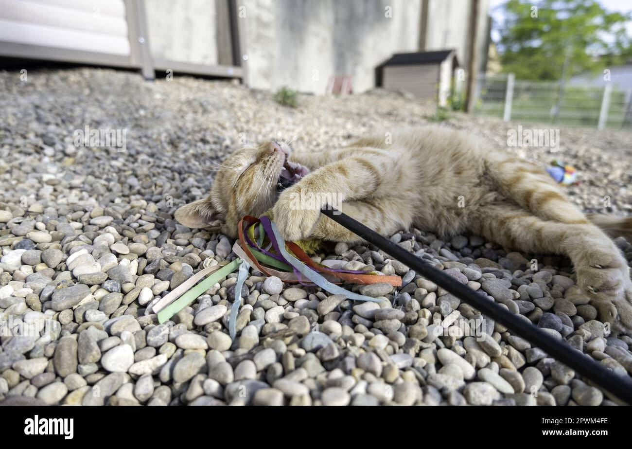 Detail of a domestic cat with an amputated eye, injury and animal abuse ...