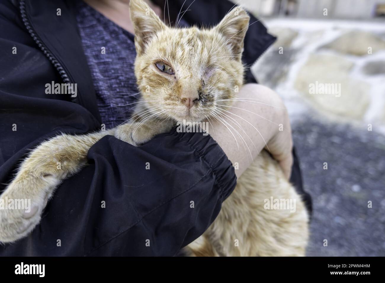 Eye injury animal hi-res stock photography and images - Alamy
