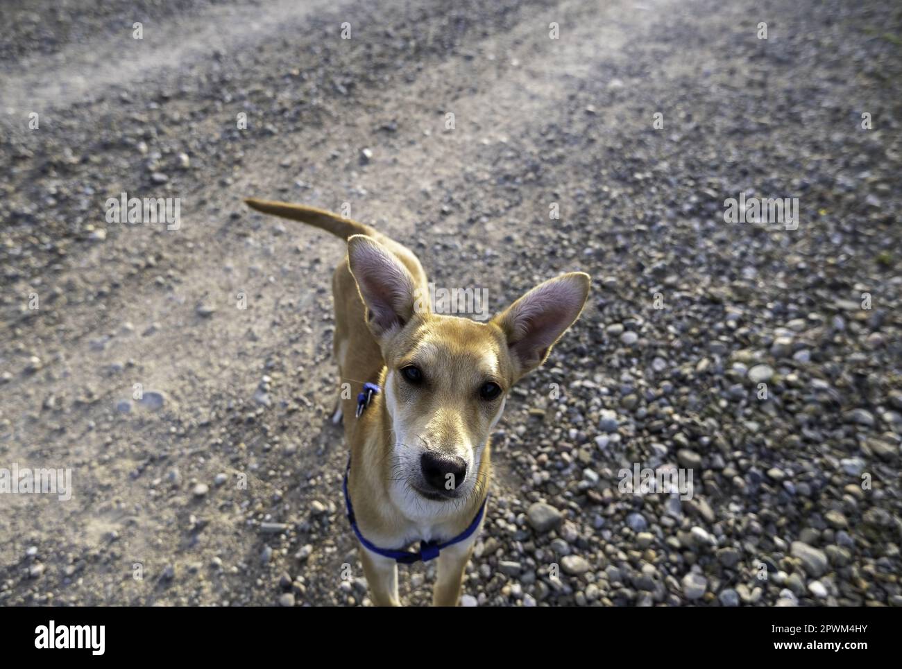 Detail of domestic dog enjoying nature, game and freedom, pet Stock ...