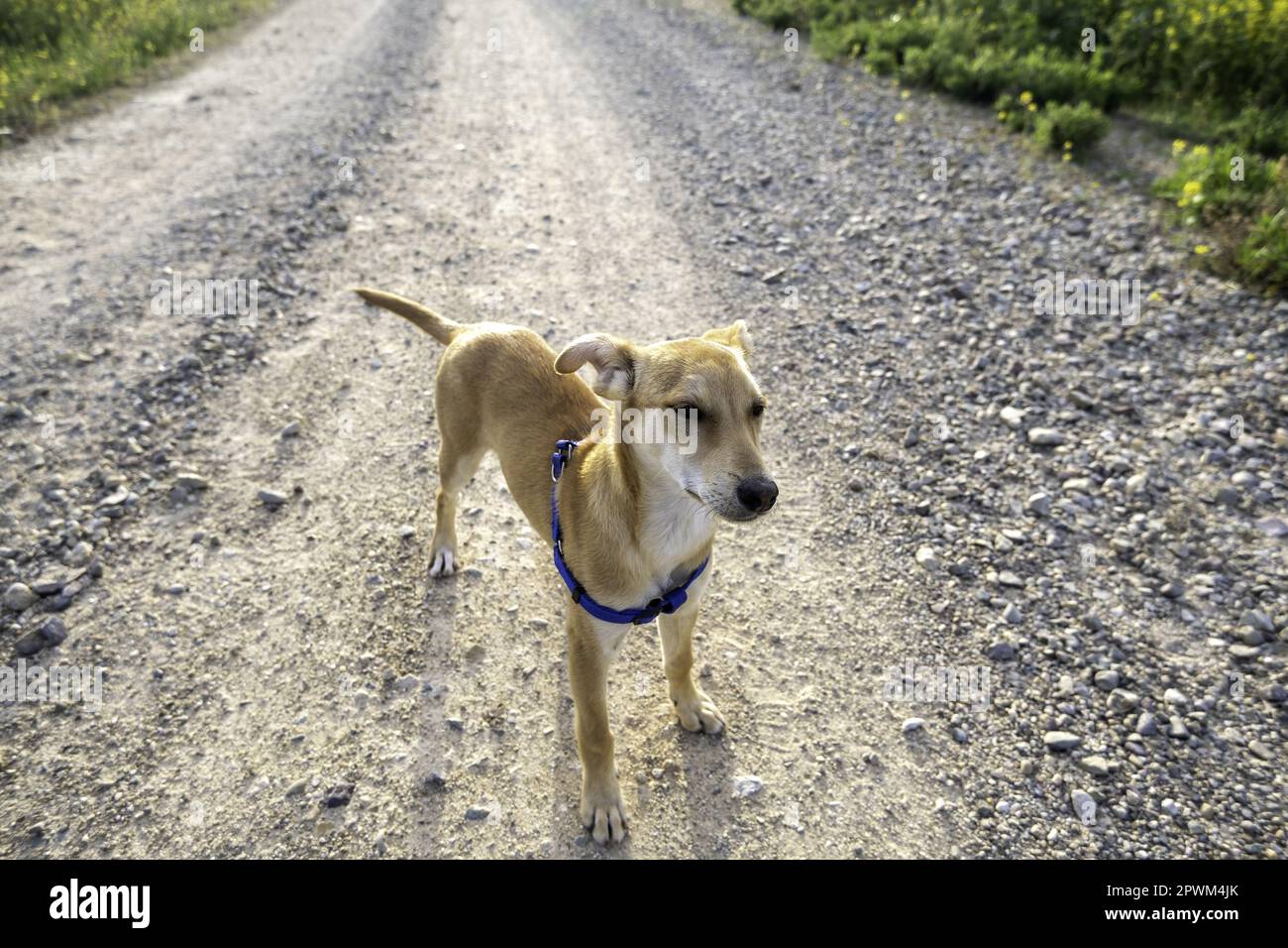 Dog enjoying nature hi-res stock photography and images - Alamy