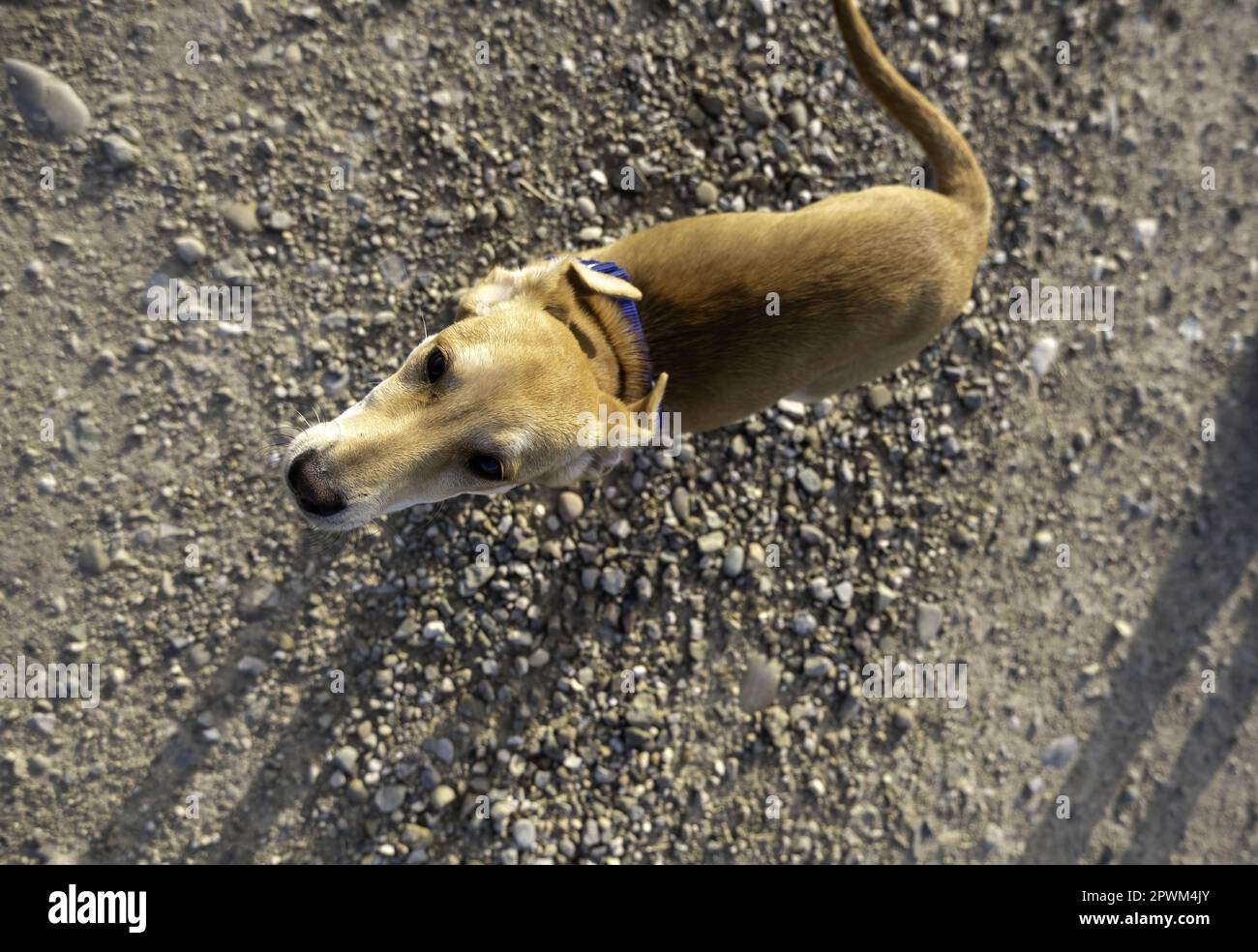 Detail of domestic dog enjoying nature, game and freedom, pet Stock ...