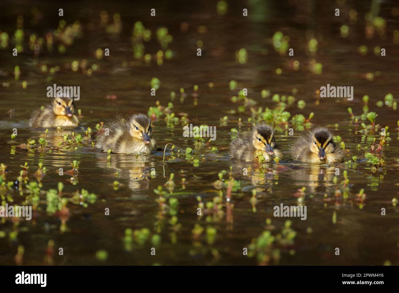 4 Mallard ducklings in a pond. Barn Hill, Wembley, UK Photo by Amanda ...