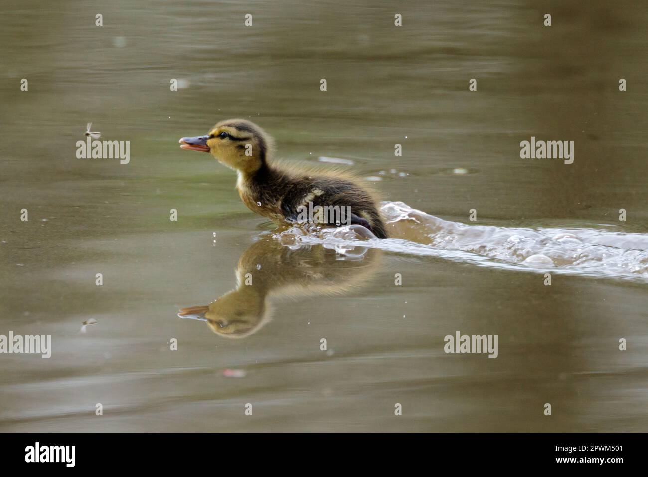 Mallard duckling chasing a flying insect. Barn Hill, Wembley, UK. Photo ...