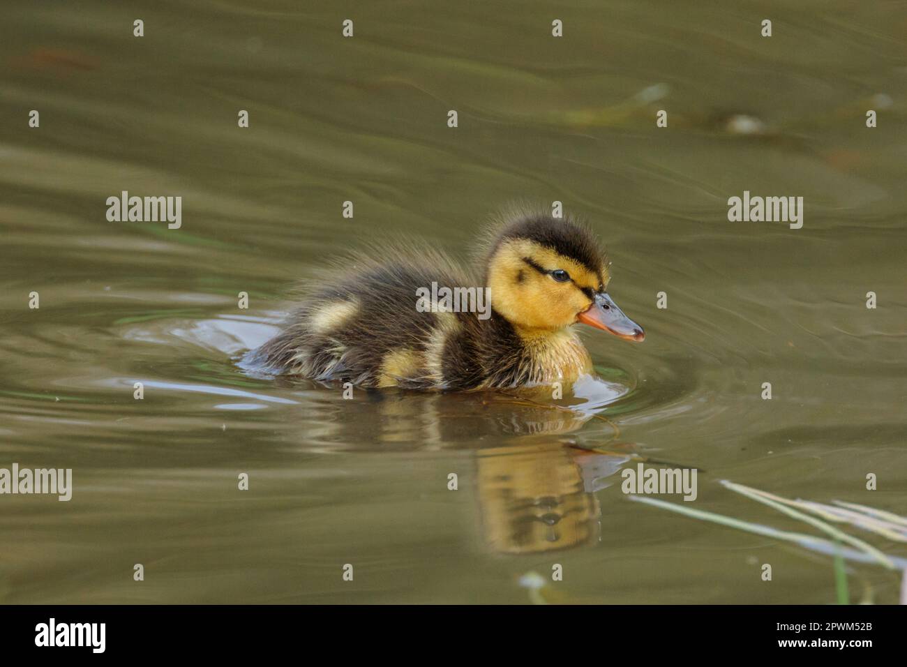 Adorable Mallard duckling swimming in a pond. Barn Hill, Wembley, UK ...
