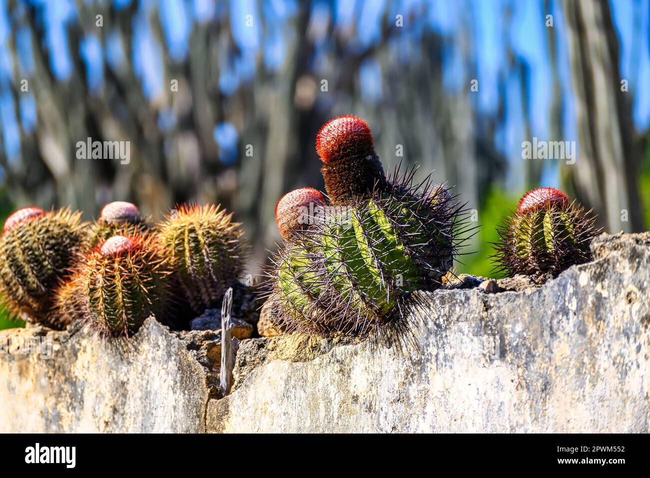 A view of a cactus in Washington Slagbaai National Park on Bonaire in ...