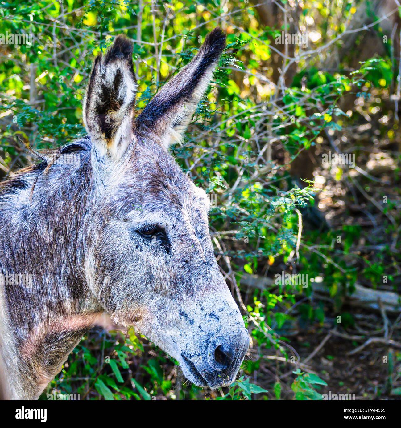 A view of a donkey in the caribbean on the island of Bonaire under a ...