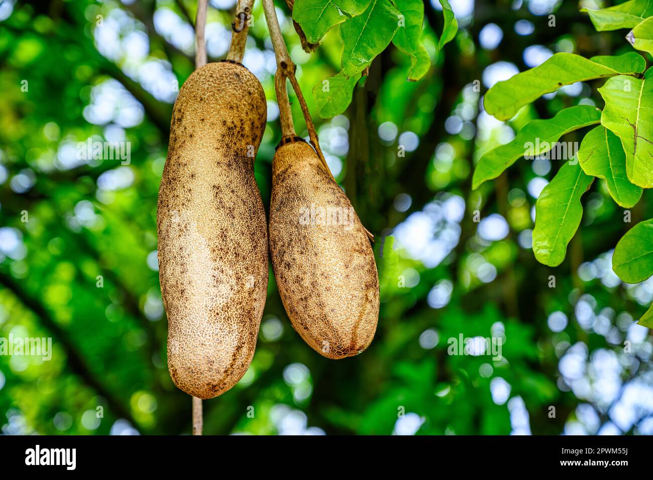 A baobab tree in the Dominica Botanical Gardens at Roseau in the ...