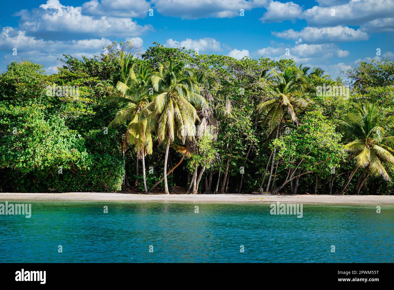 A view of a beach on St. Vincent with palm trees in the Caribbean Stock ...