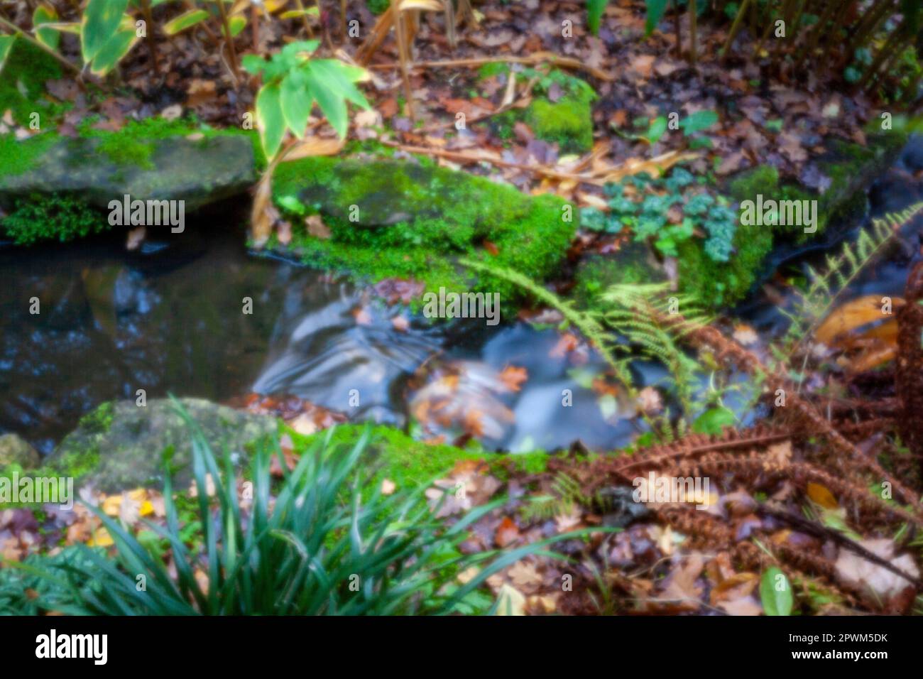 Pinhole Photography Woodland Series.New, Age-defying, lensless, stand ...