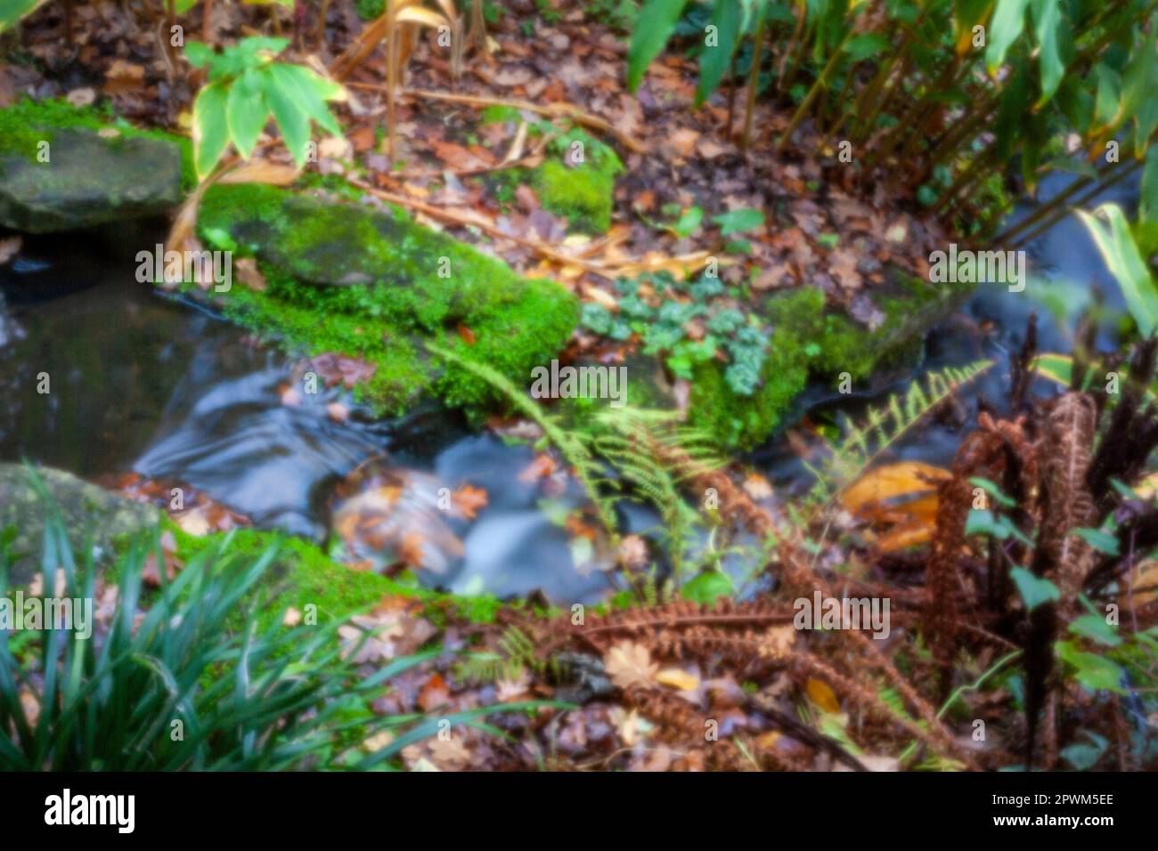 Pinhole Photography Woodland Series.New, Age-defying, lensless, stand ...