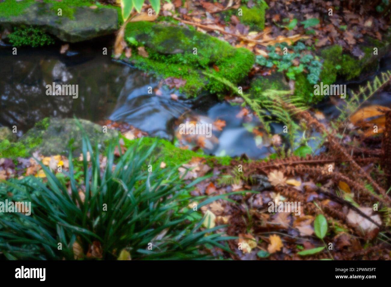 Pinhole Photography Woodland Series.New, Age-defying, lensless, stand ...