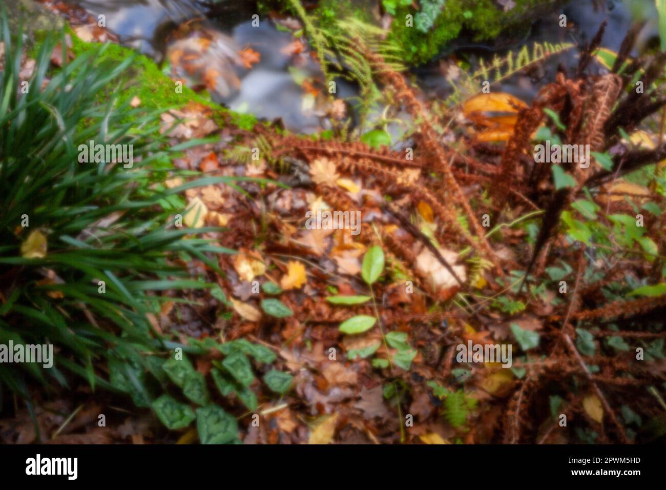 Pinhole Photography Woodland Series.New, Age-defying, lensless, stand ...