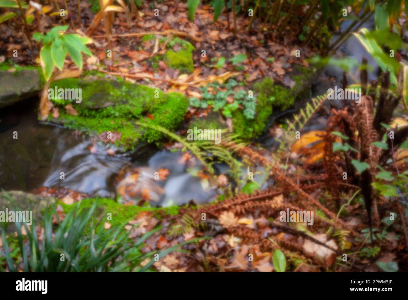 Pinhole Photography Woodland Series.New, Age-defying, lensless, stand ...
