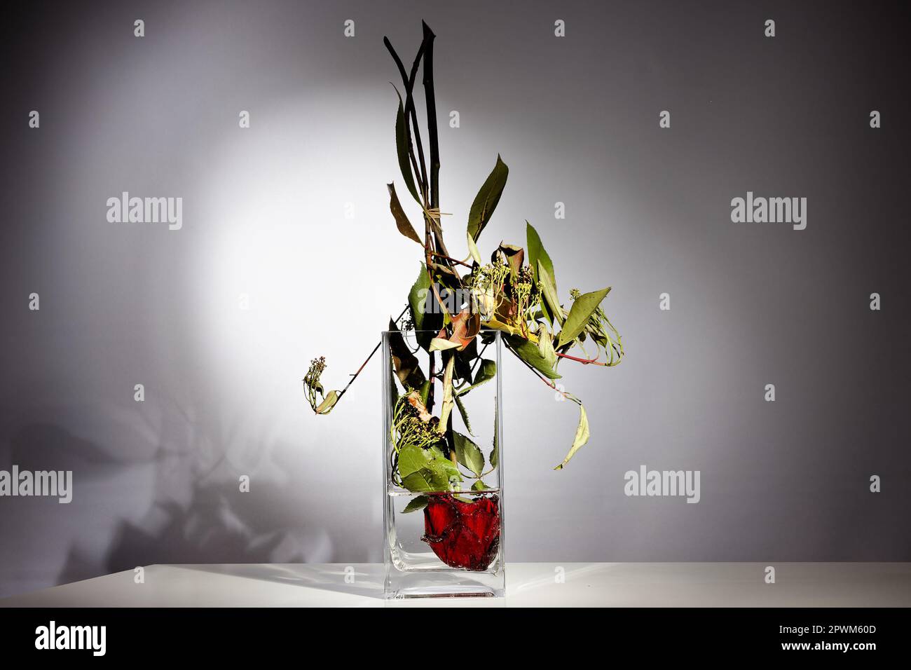 creative upside down concept - red rose with head in a flower vase with ...