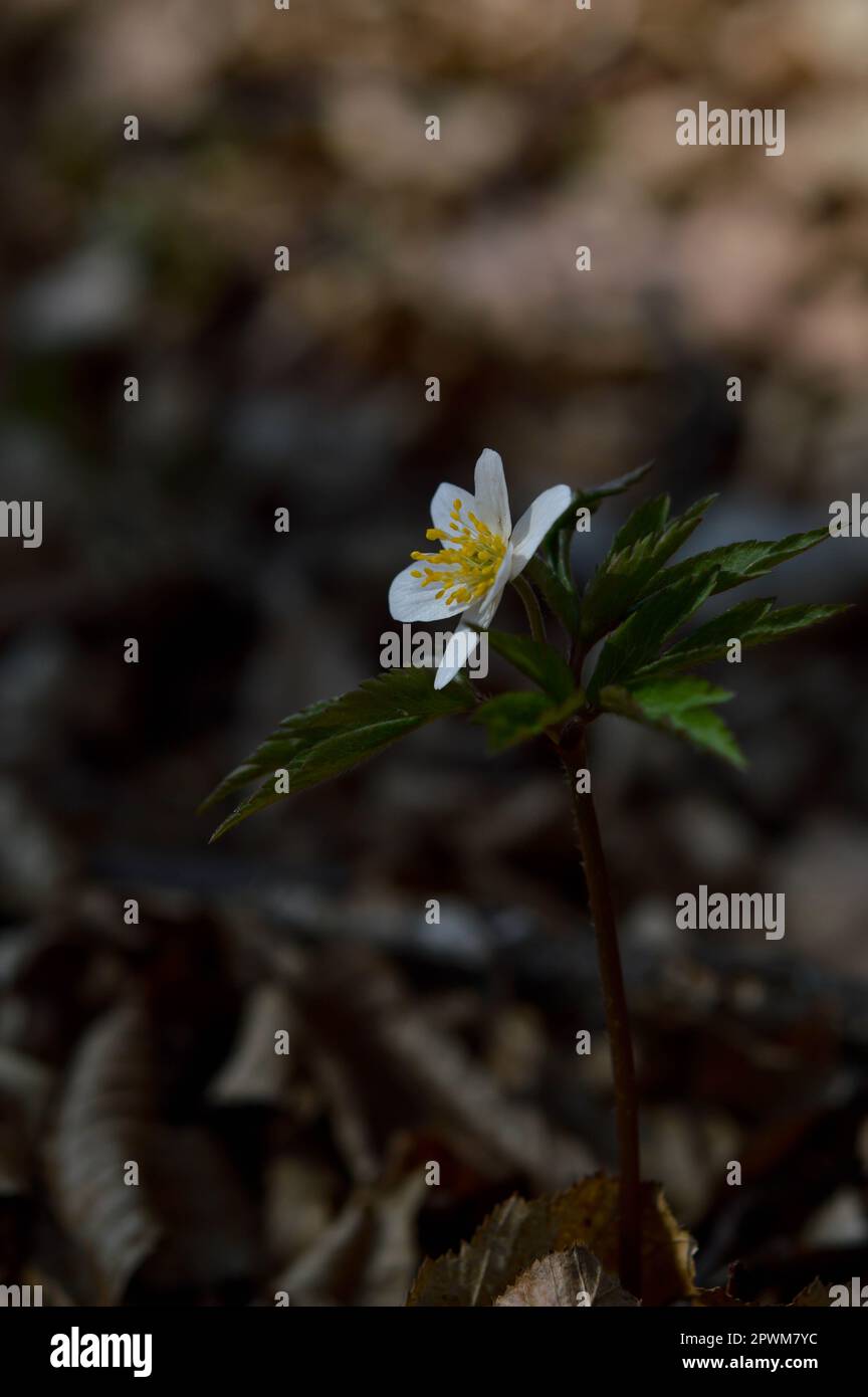 Wood anemone, early spring white wildflower in nature. Small white ...