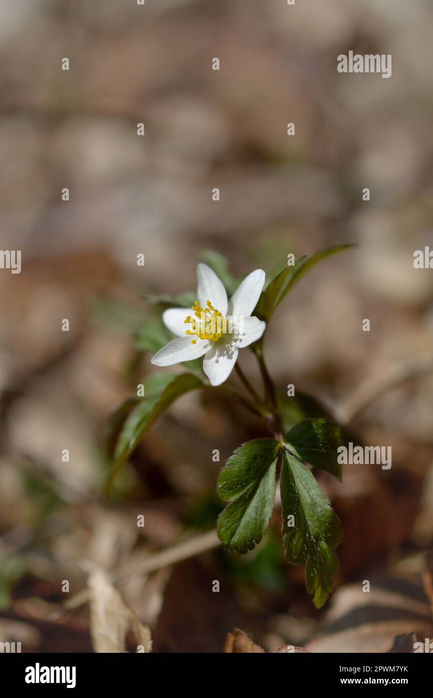 Wood anemone, early spring white wildflower in nature. Small white ...