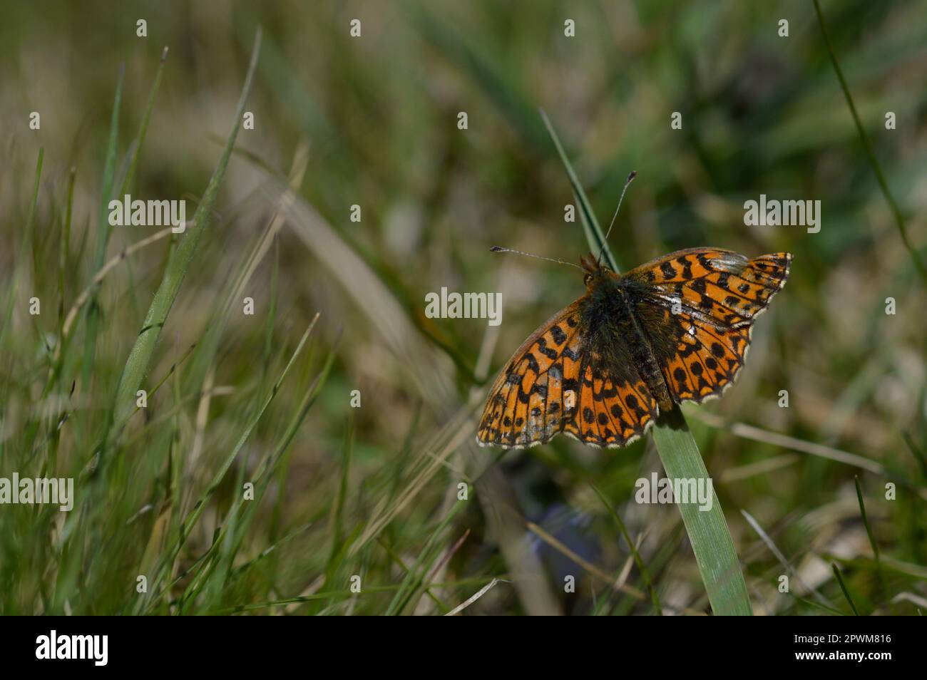 Weaver's fritillary butterfly in the wild Stock Photo - Alamy