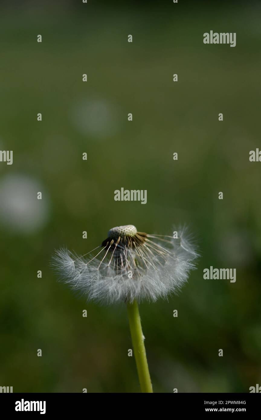 Common dandelion seed head in nature close up Stock Photo - Alamy