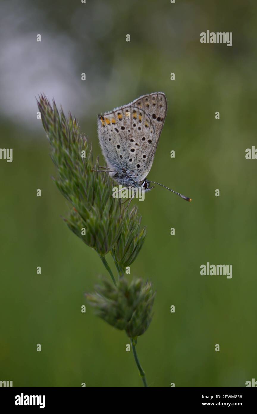 Karner Blue Butterfly Caterpillar