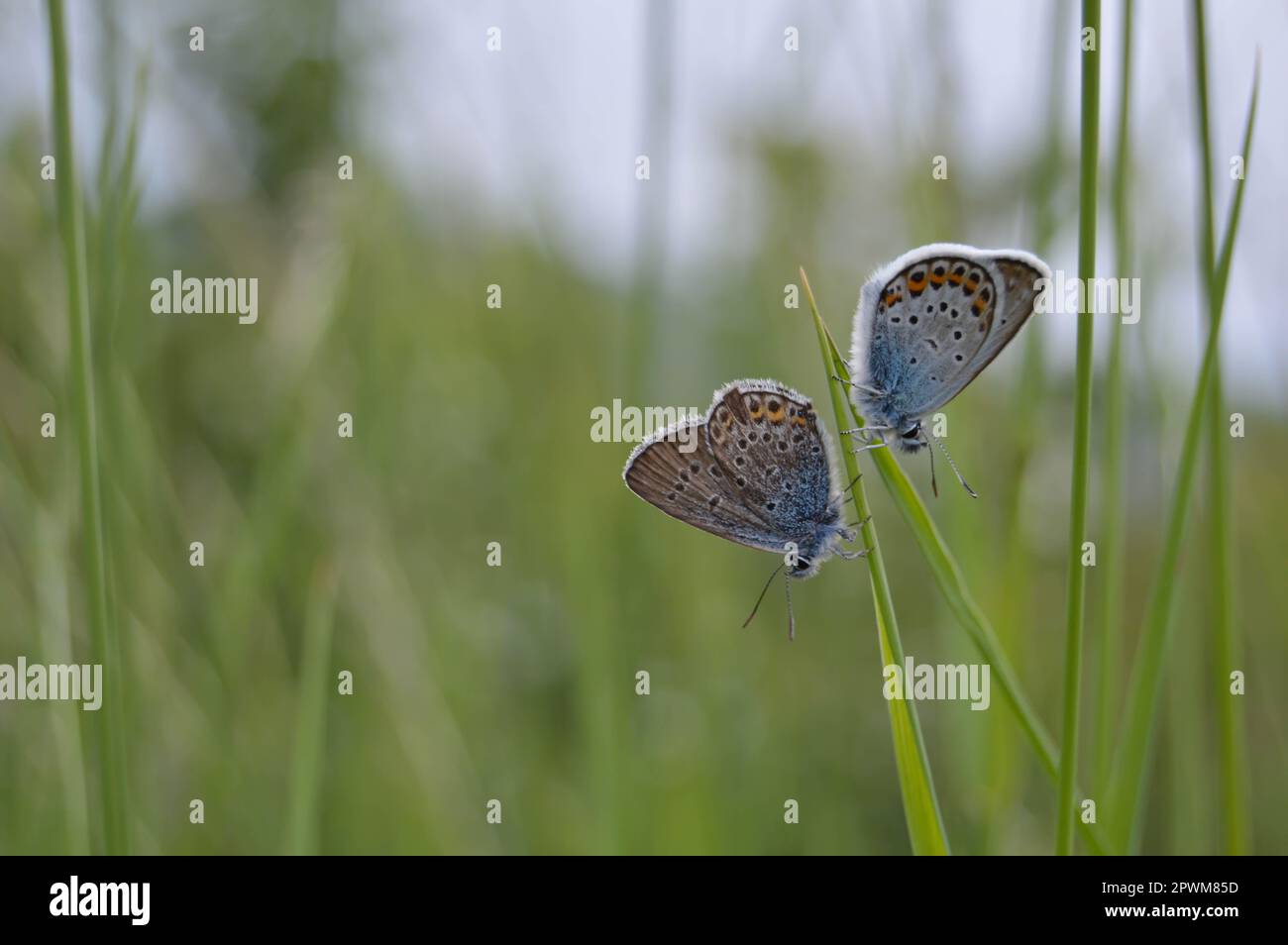 Two blue butterflies on a plant in nature, in a pair, underide visible ...