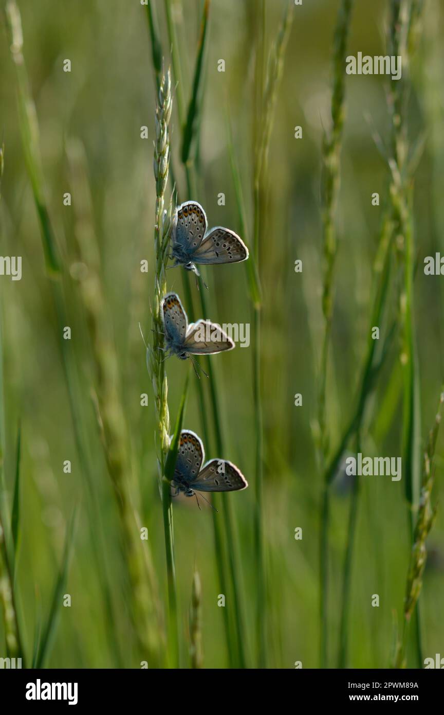 Tree common blue butterflies on a plant in nature close up, macro ...
