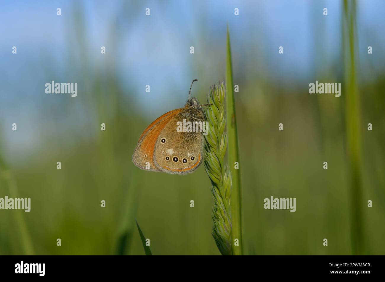 Small heath (Coenonympha pamphilus) butterfly on a plant, green meadow ...
