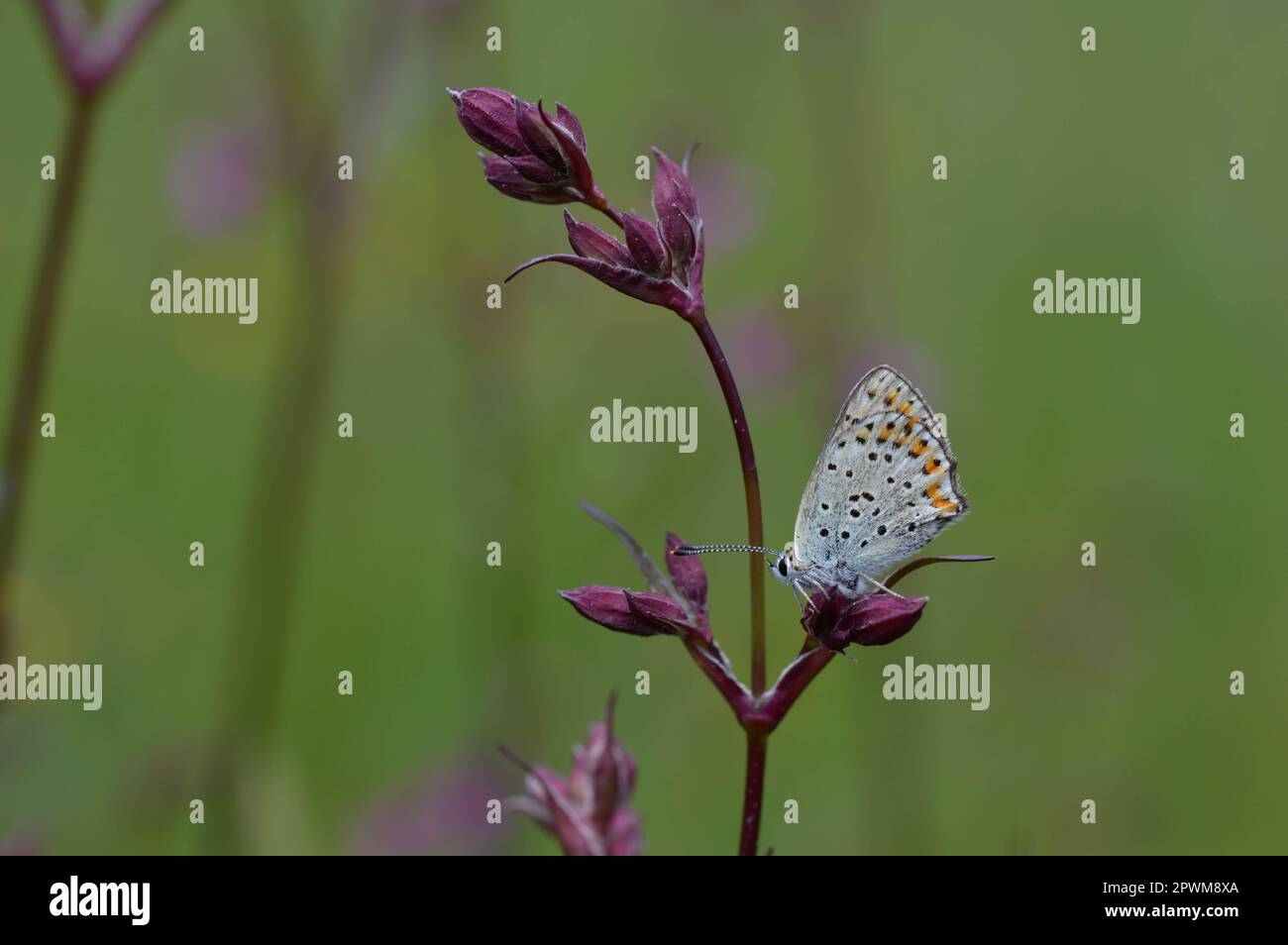 Small butterfly on a red campion flower in nature, macro clos eup, red ...