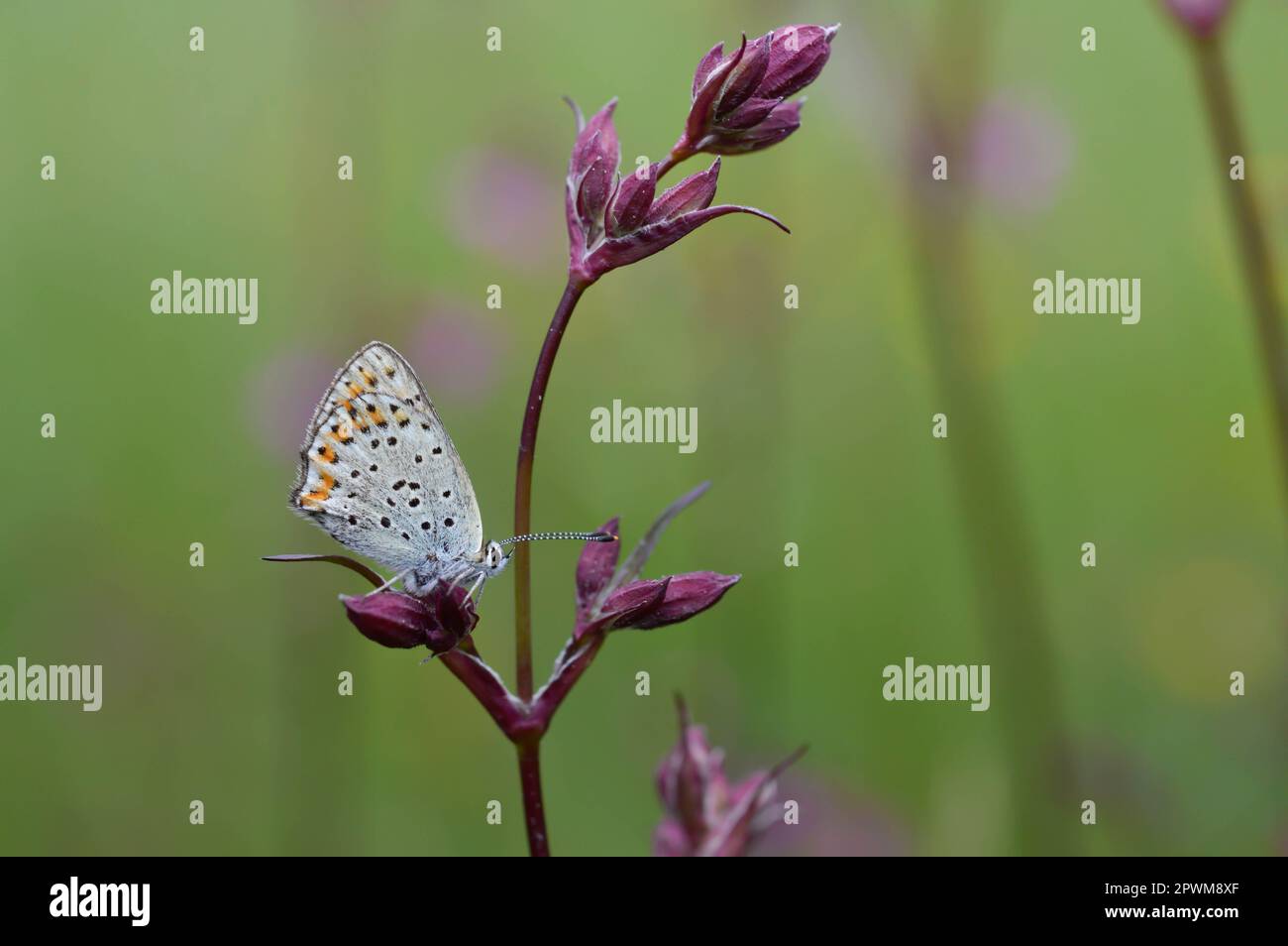 Small butterfly on a red campion flower in nature, macro clos eup, red ...