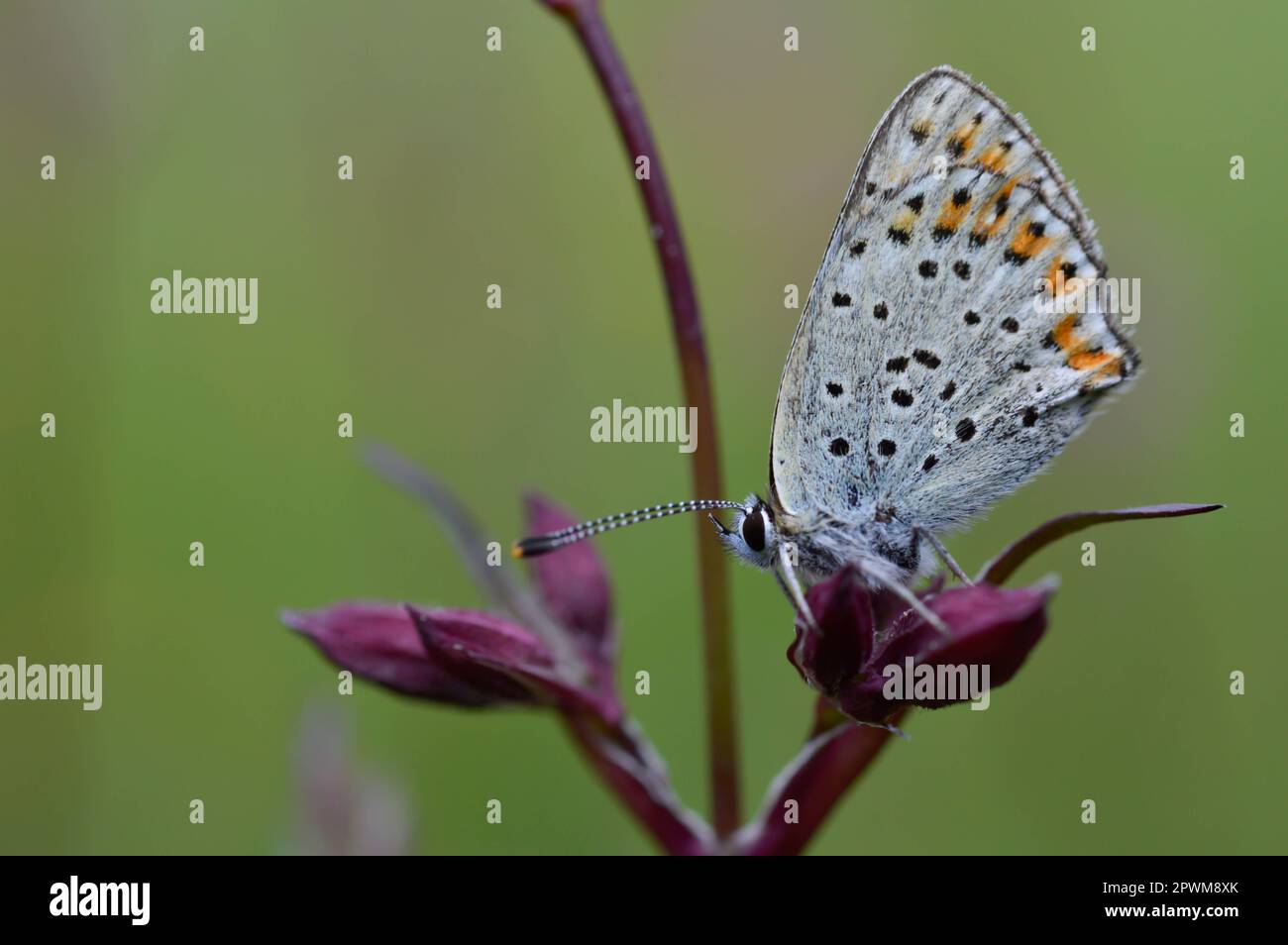 Small butterfly on a red campion flower in nature, macro clos eup, red ...