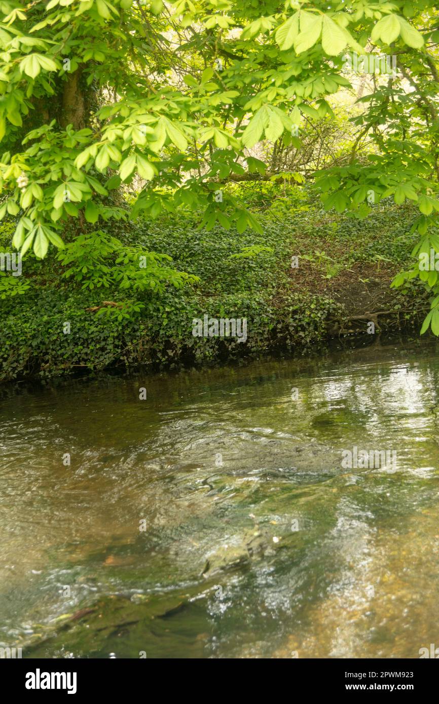 The River Wandle gently meandering through Morden Hall Park, South ...