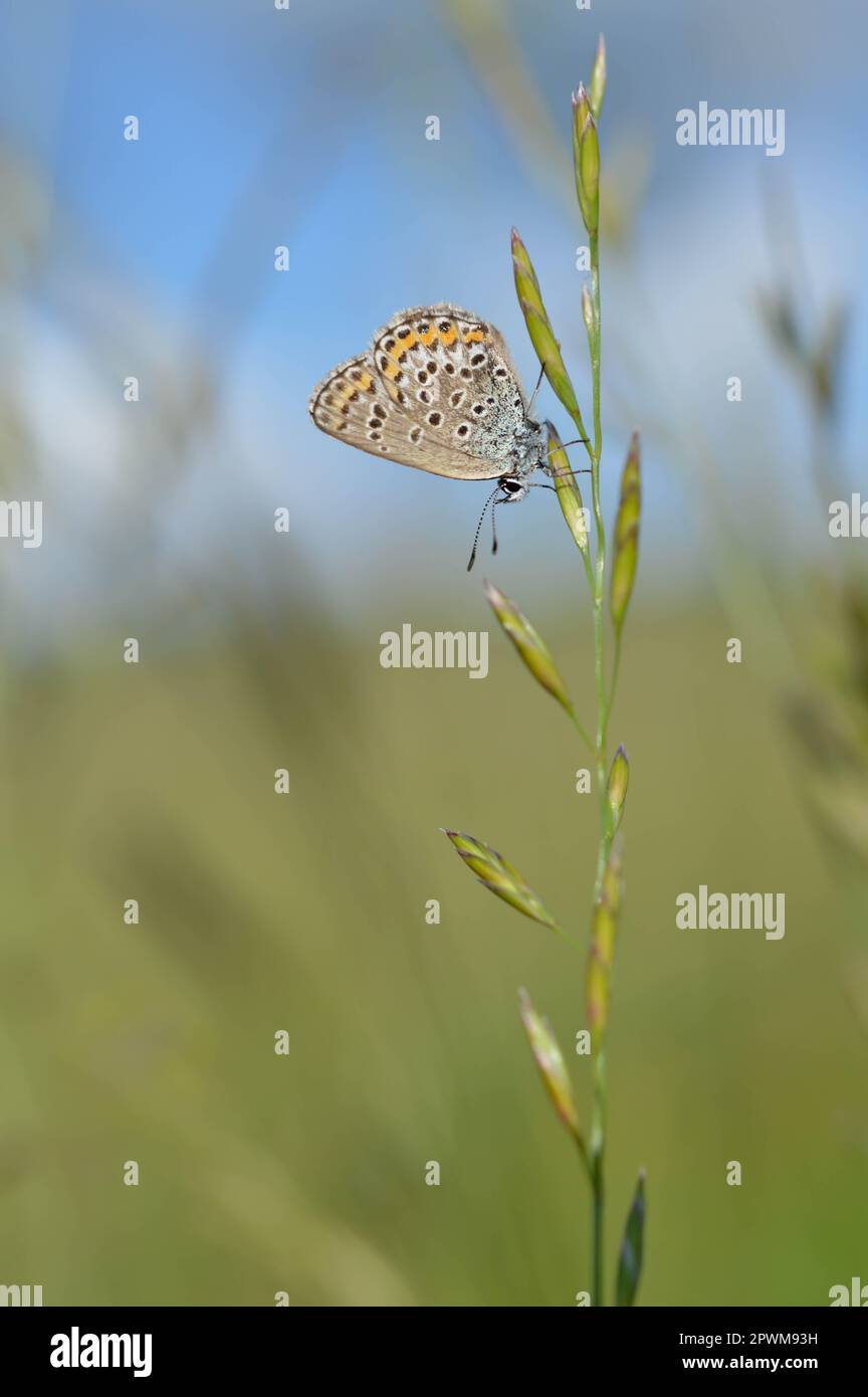 Common Blue small butterfly close up in nature, on a plant closed wings ...
