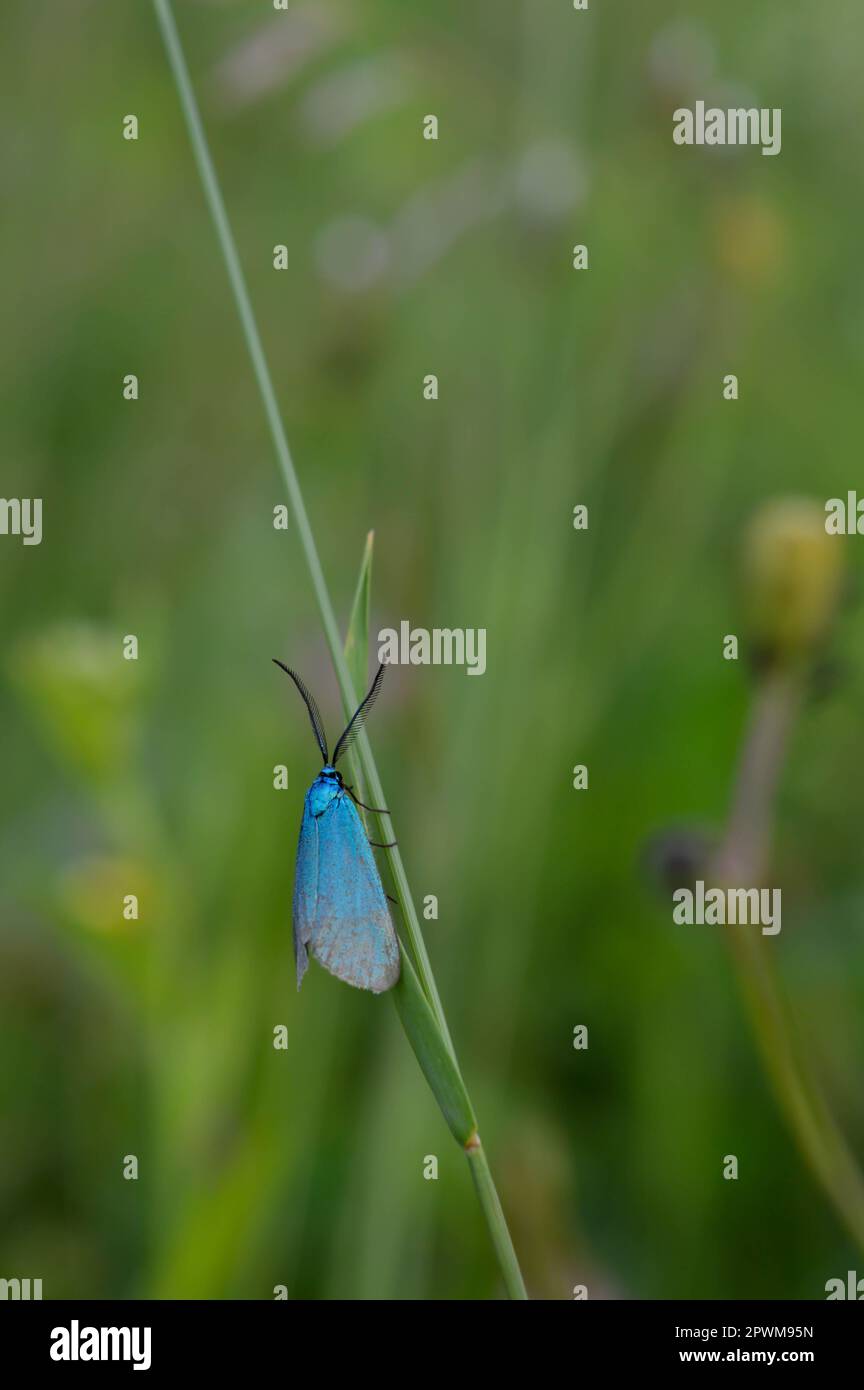 Small blue moth in nature on a plant close up, blue insect with blue ...