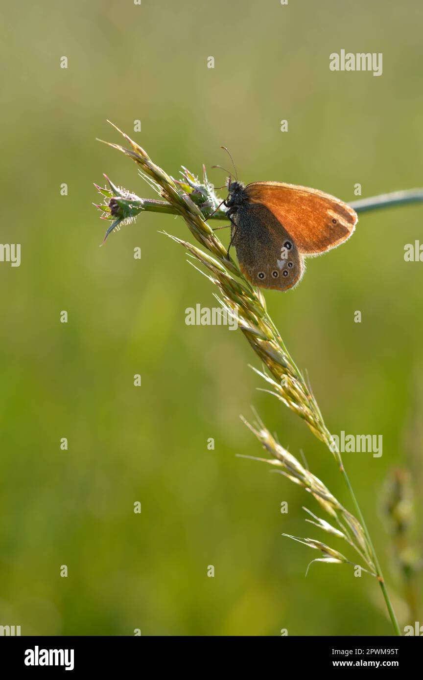 Chestnut heath butterfly in nature close up, macro, orange and grey ...